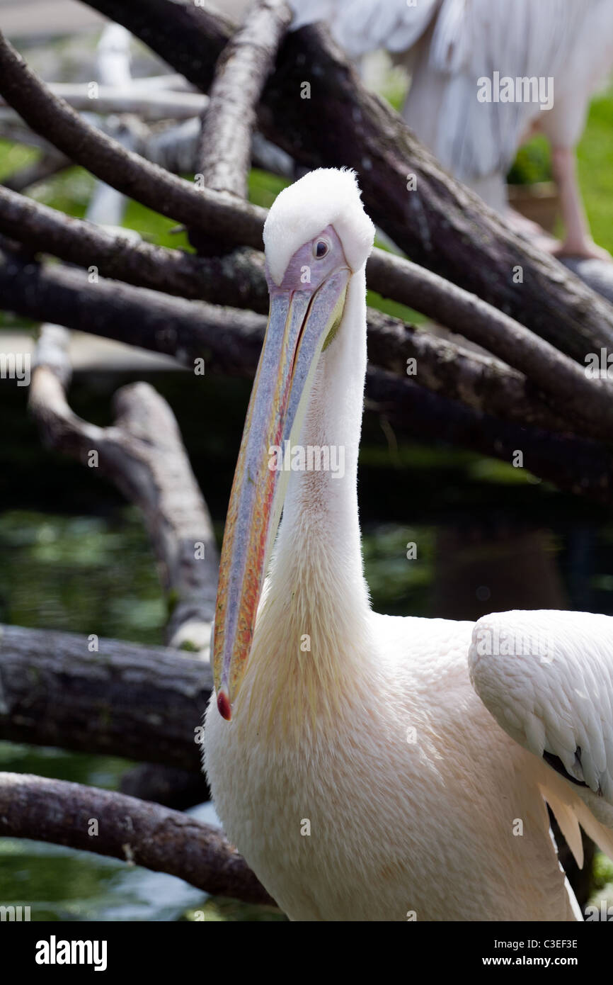 Beautiful pelican face hi-res stock photography and images - Alamy