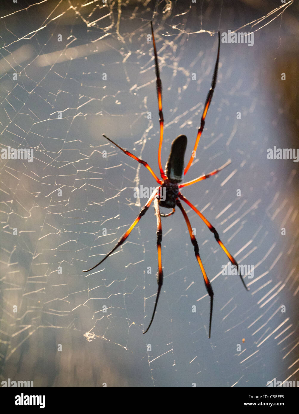 Deadly poisonous spider hi-res stock photography and images - Alamy