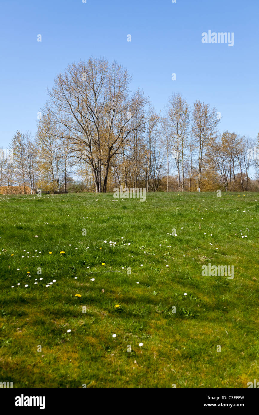 Spring Lawn and Tree for background Stock Photo - Alamy