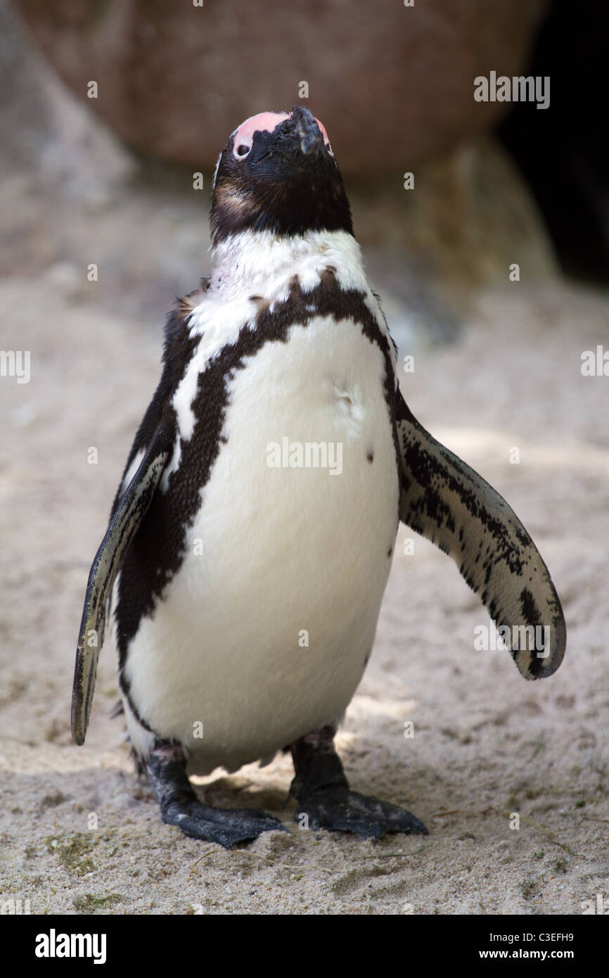 Penguins at the Beach Stock Photo - Alamy