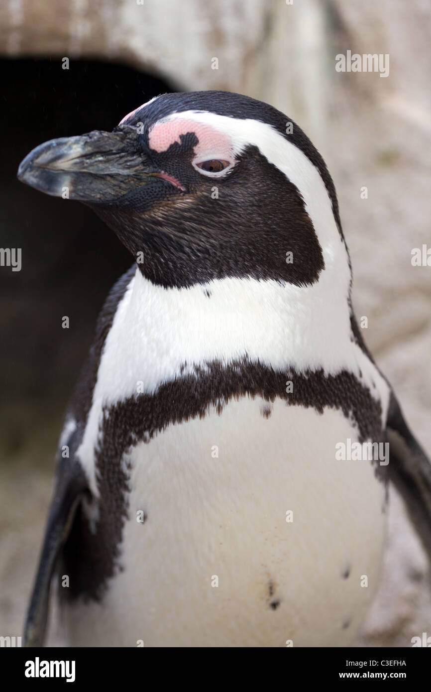Penguins at the Beach Stock Photo - Alamy