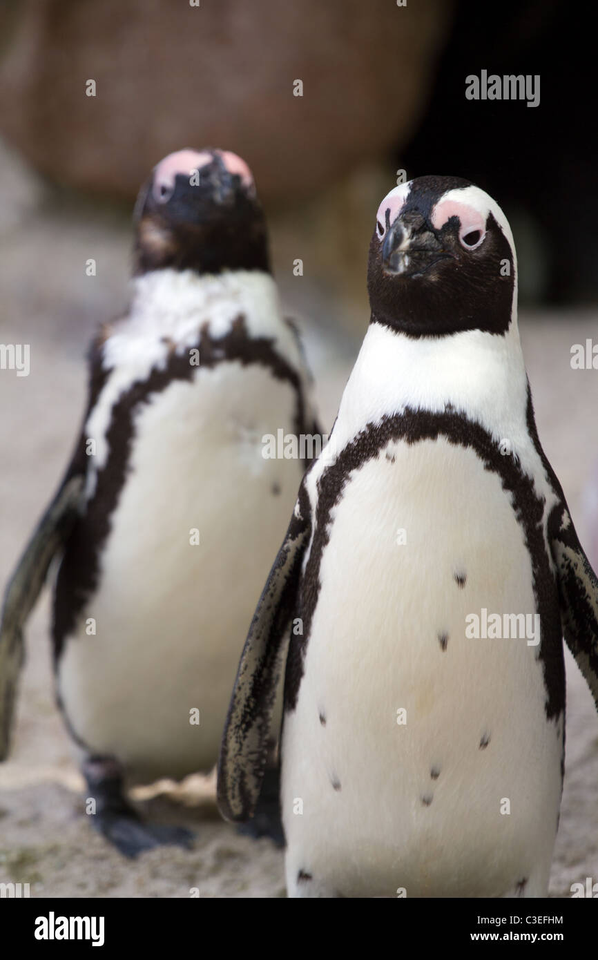 Penguins at the Beach Stock Photo - Alamy