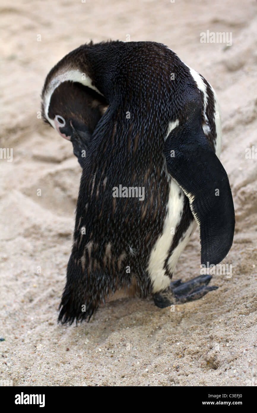 Penguins at the Beach Stock Photo - Alamy