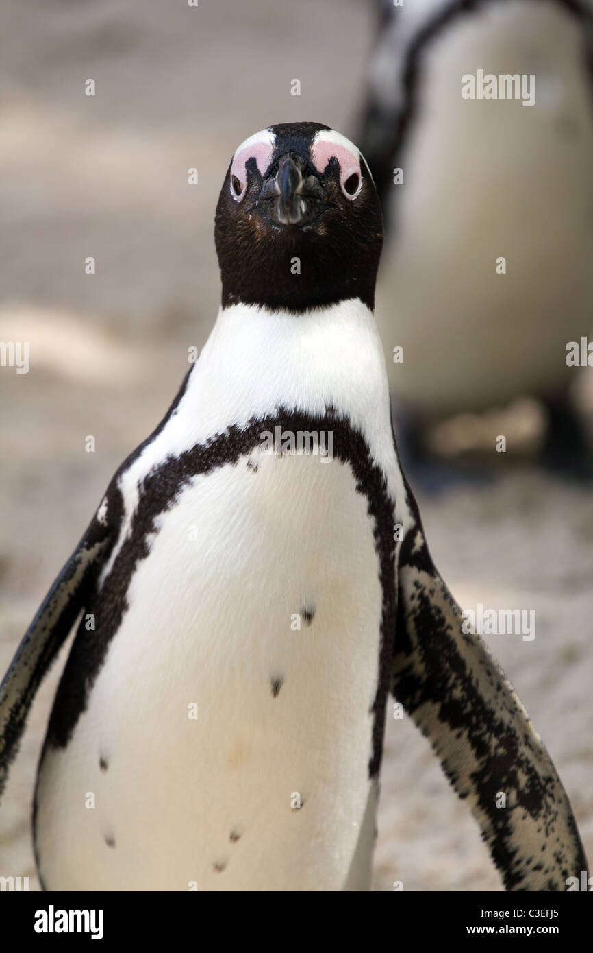 Penguins at the Beach Stock Photo - Alamy