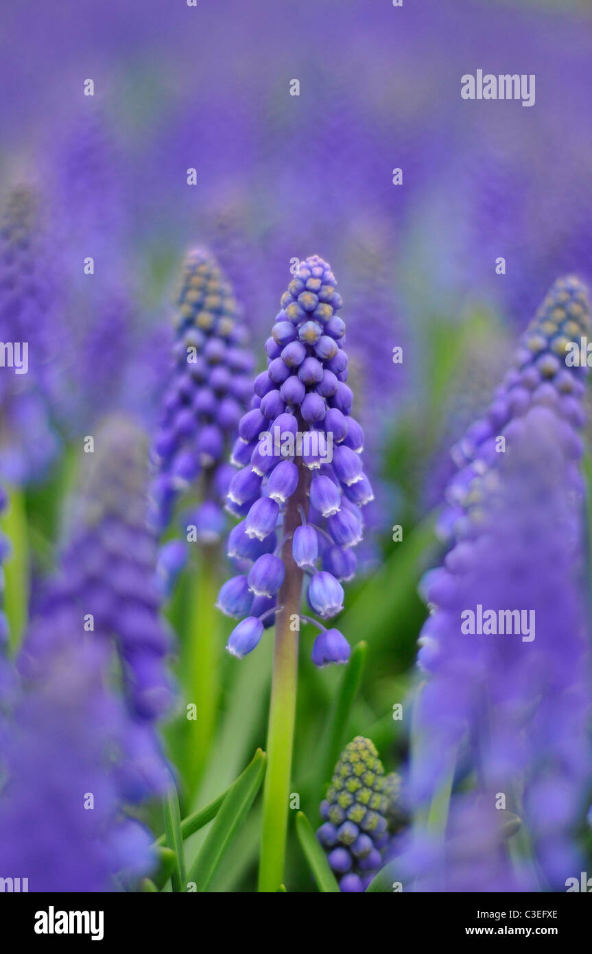 Grape hyacinths hi-res stock photography and images - Alamy
