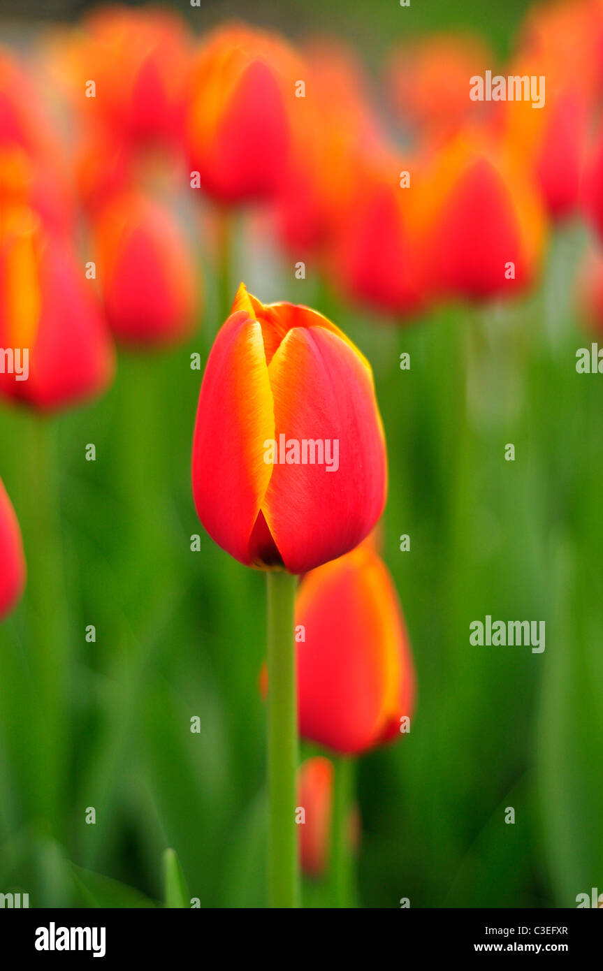 Tulips festival and albany hi-res stock photography and images - Alamy