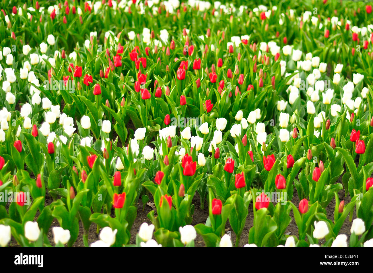 Tulips festival and albany hi-res stock photography and images - Alamy