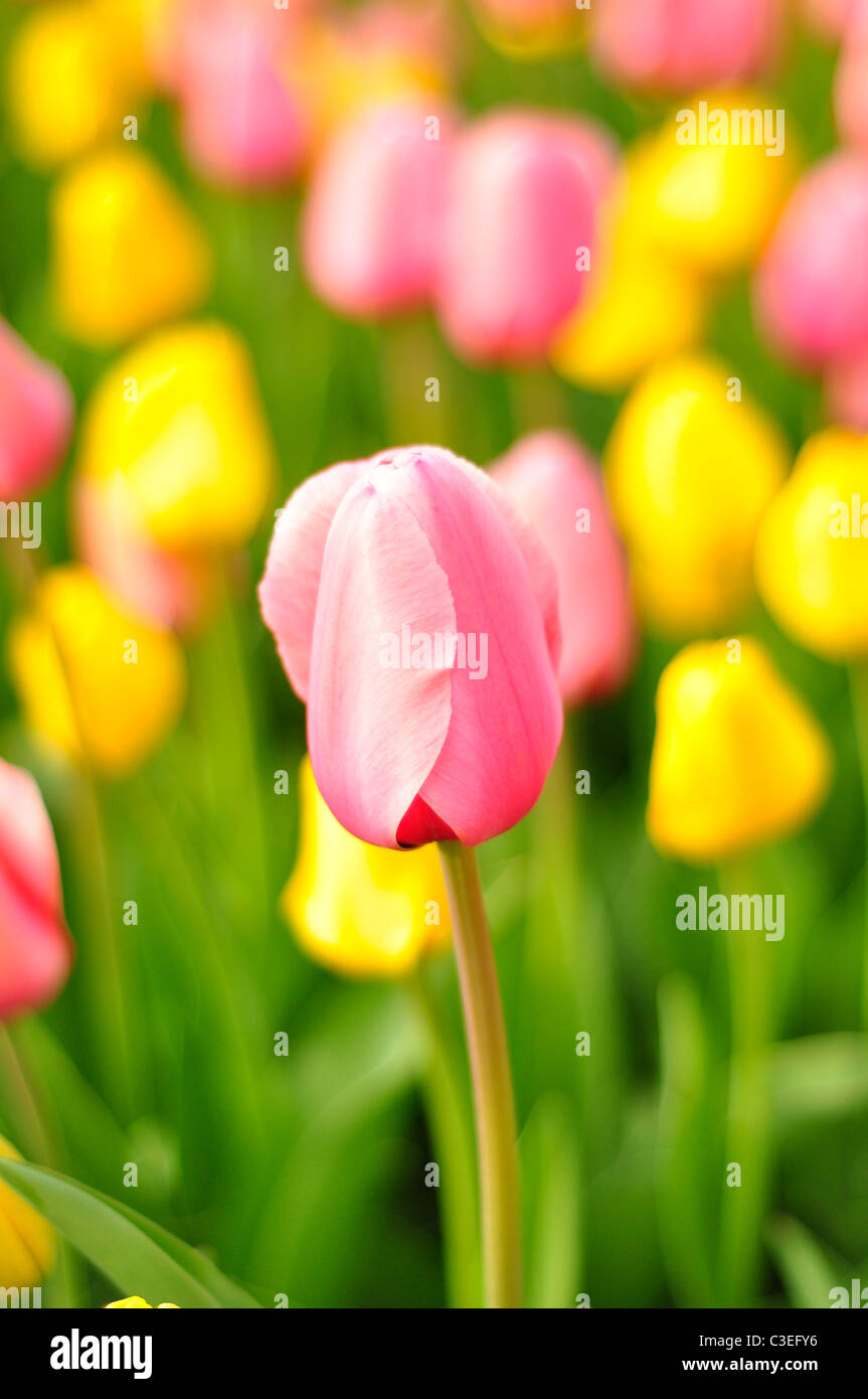 Tulips festival and albany hi-res stock photography and images - Alamy