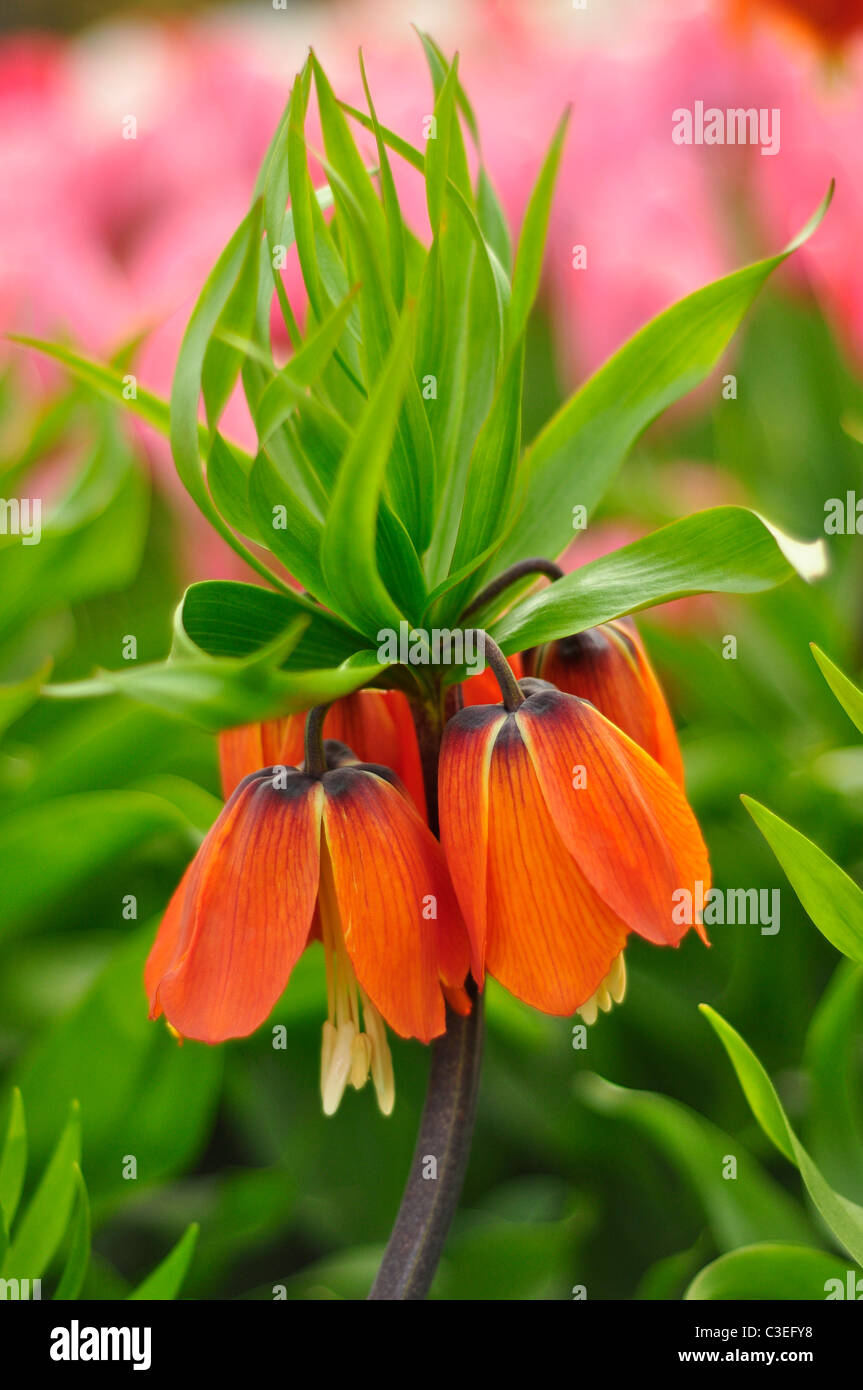 Crown imperial tulip hi-res stock photography and images - Alamy