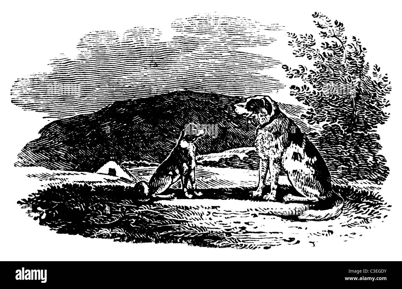 Two sheepdogs in the Scottish highlands, with a crofter's cottage in ...