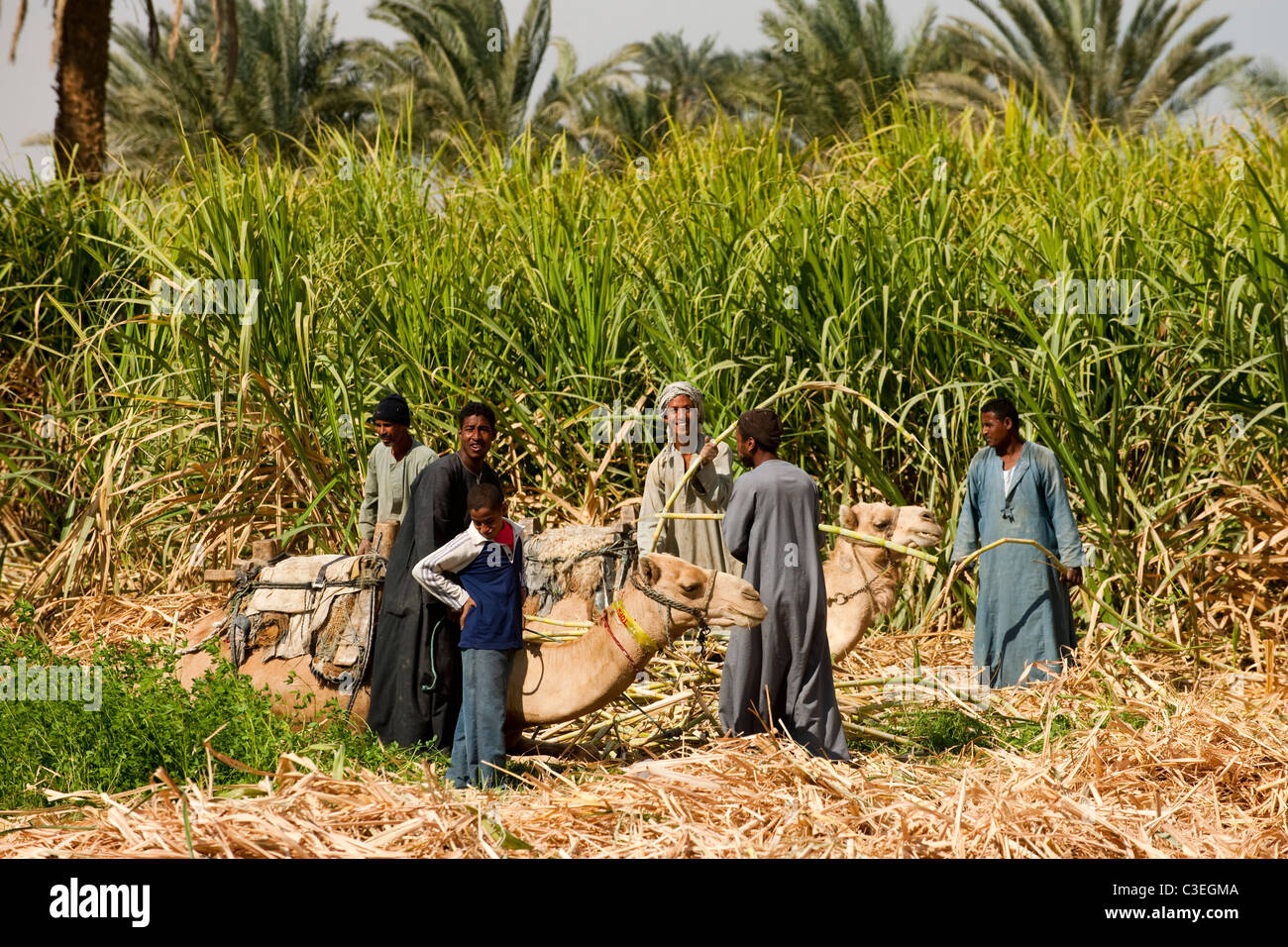 Sugar cane harvest egypt hi-res stock photography and images - Alamy
