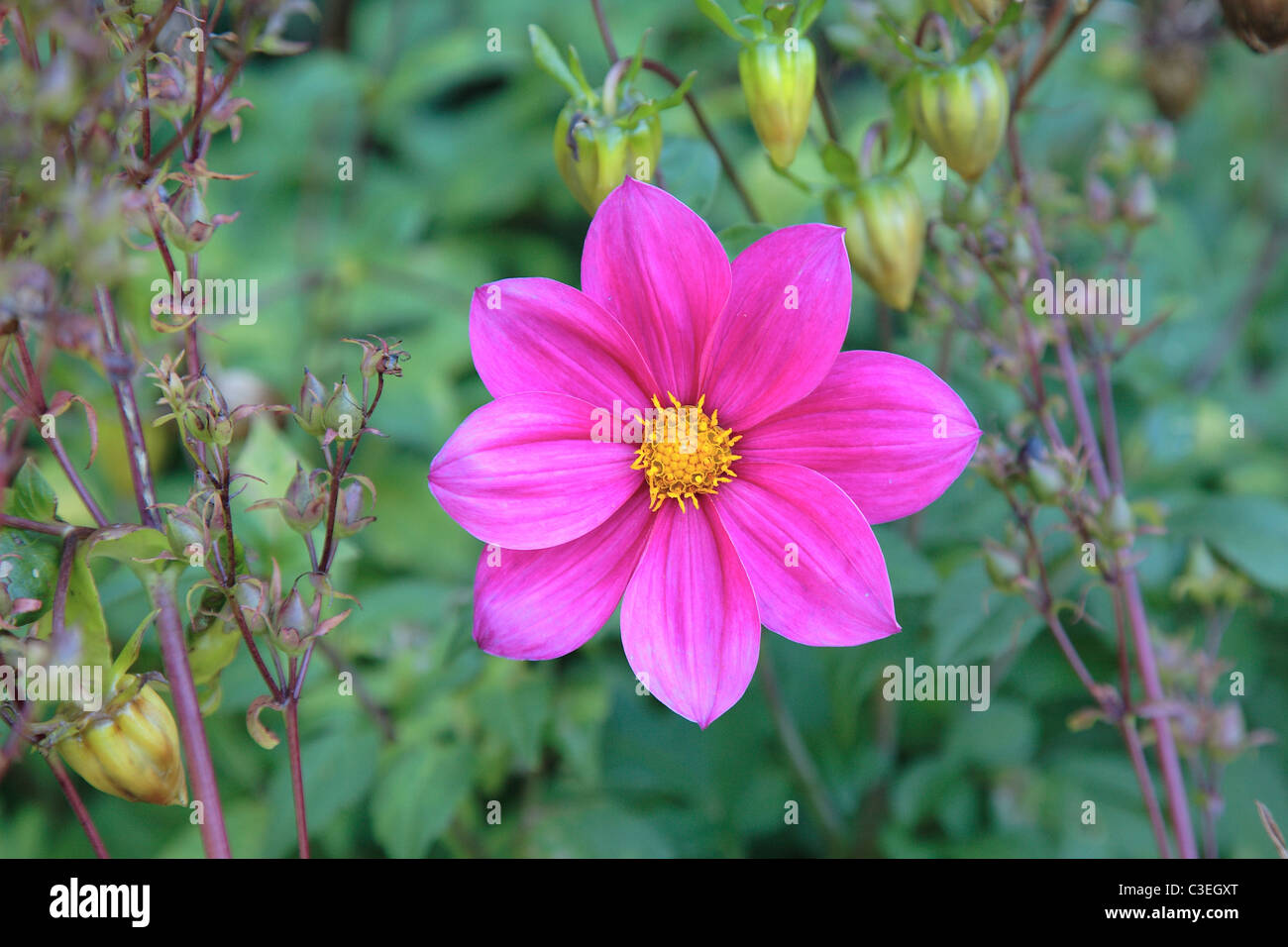 Flower head close-up Stock Photo - Alamy