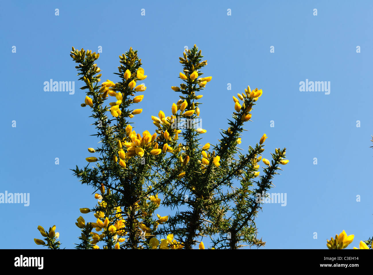 Common gorse hi-res stock photography and images - Alamy
