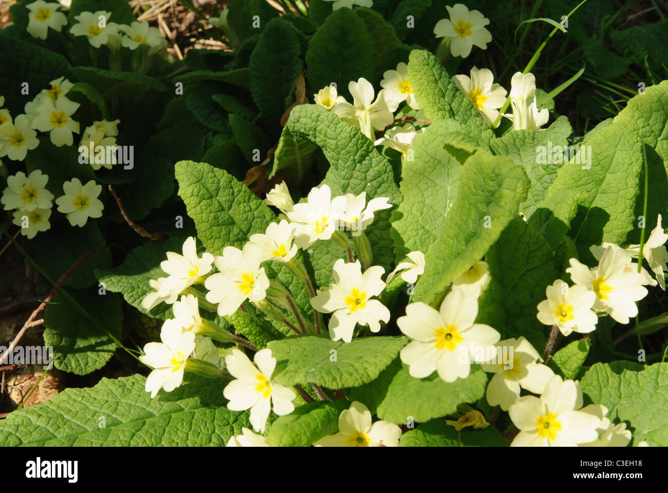 Wild Flower, Primrose, Primula vulgaris Stock Photo - Alamy