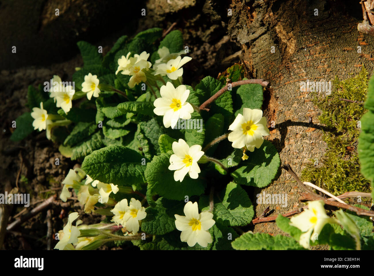 Wild Flower, Primrose, Primula vulgaris Stock Photo - Alamy