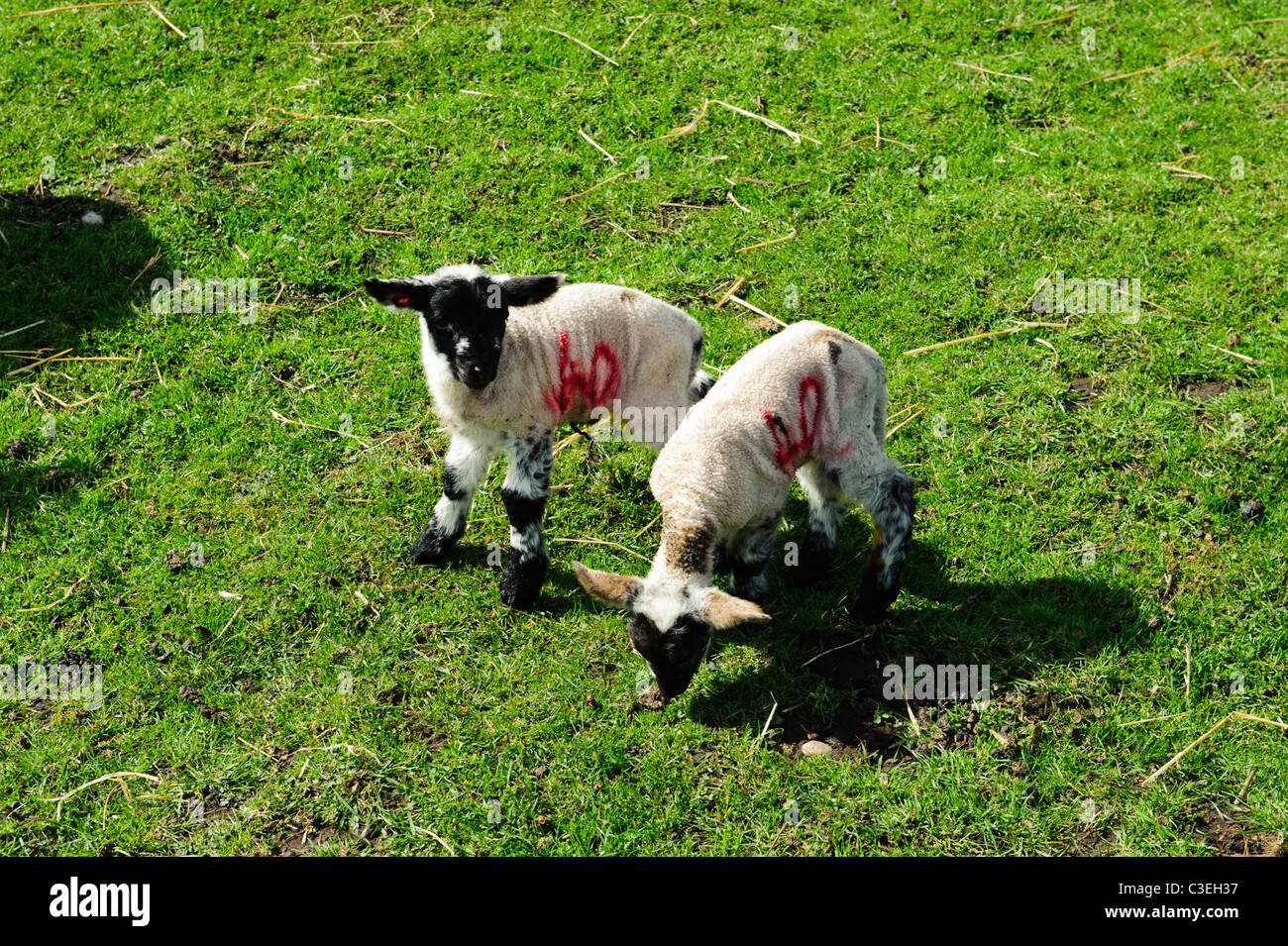 Spring animals england hi-res stock photography and images - Alamy