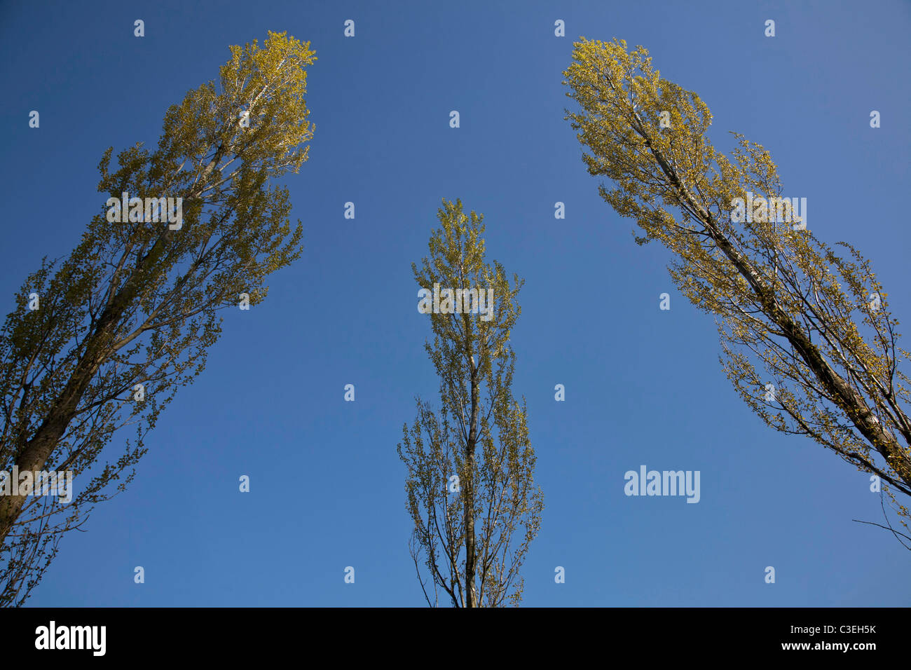 Three trees with golden leaves lit by the sun against a clear blue sky ...
