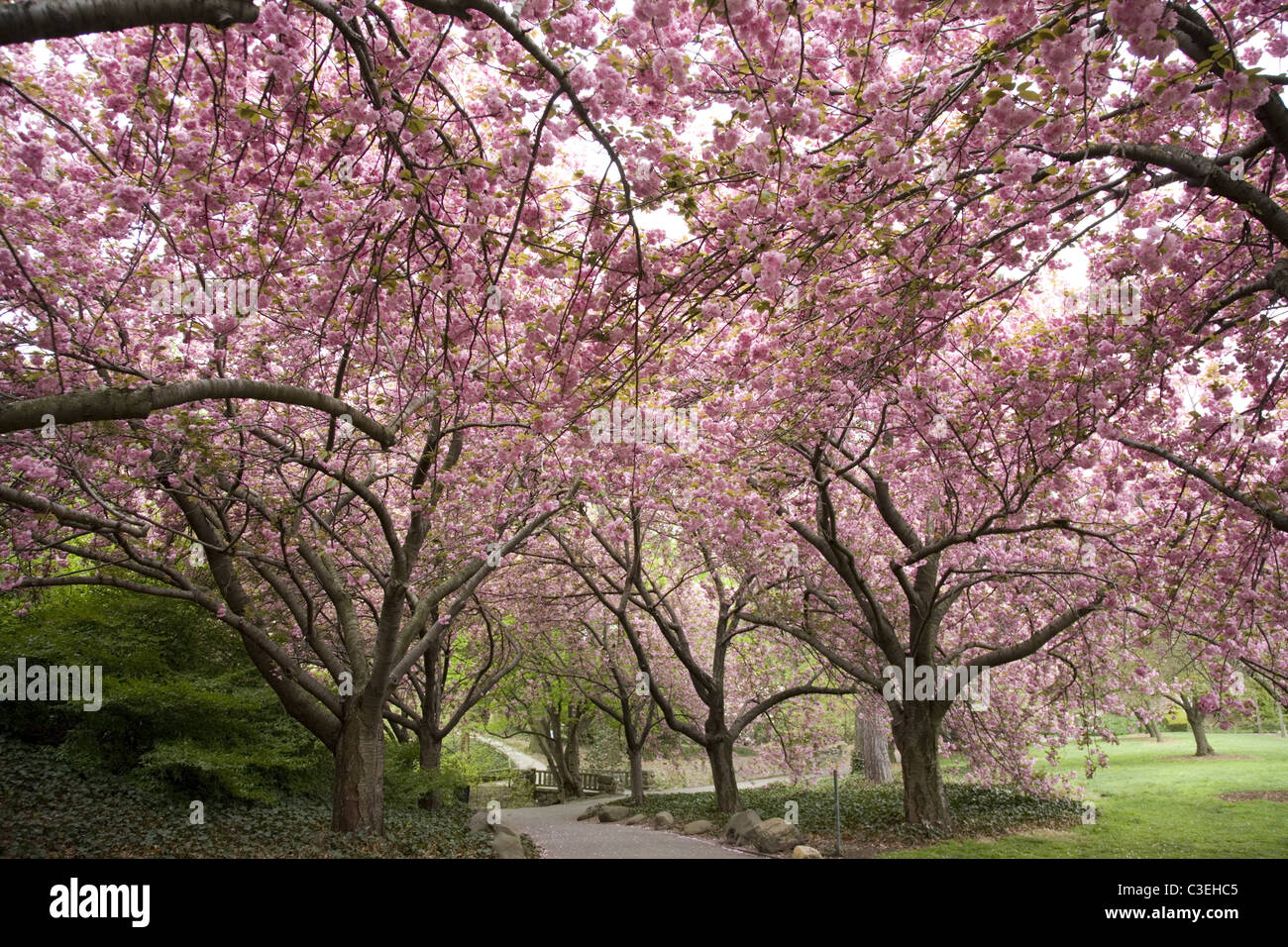 Cherry Trees in full bloom at the Brooklyn Botanic Garden in Brooklyn ...