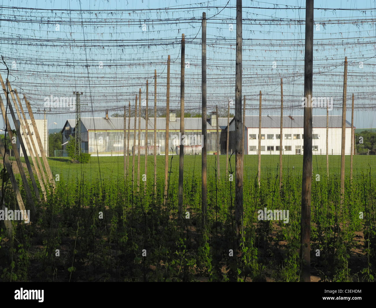 hop-field in may with new hop kiln Stock Photo - Alamy