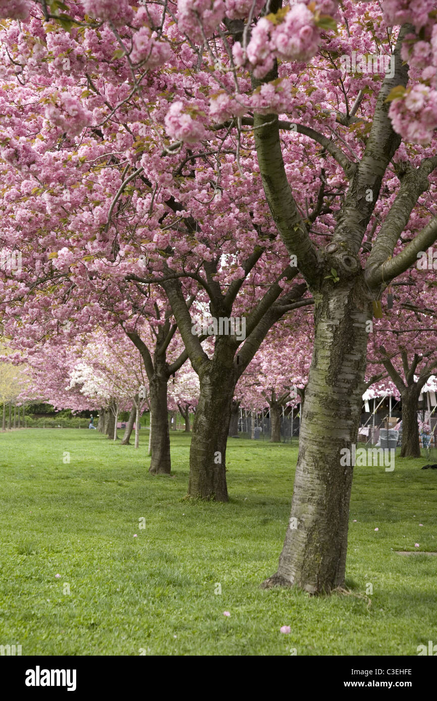 Cherry Trees in full bloom at the Brooklyn Botanic Garden in Brooklyn ...