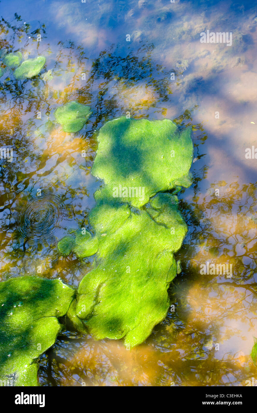 Green algae on lake surface Stock Photo - Alamy