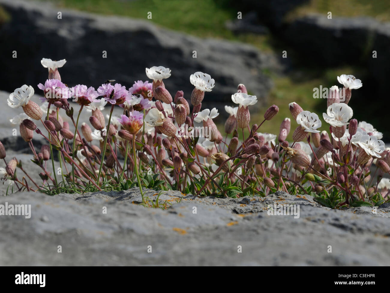Sea campion silene maritima caryophyllaceae hi-res stock photography ...