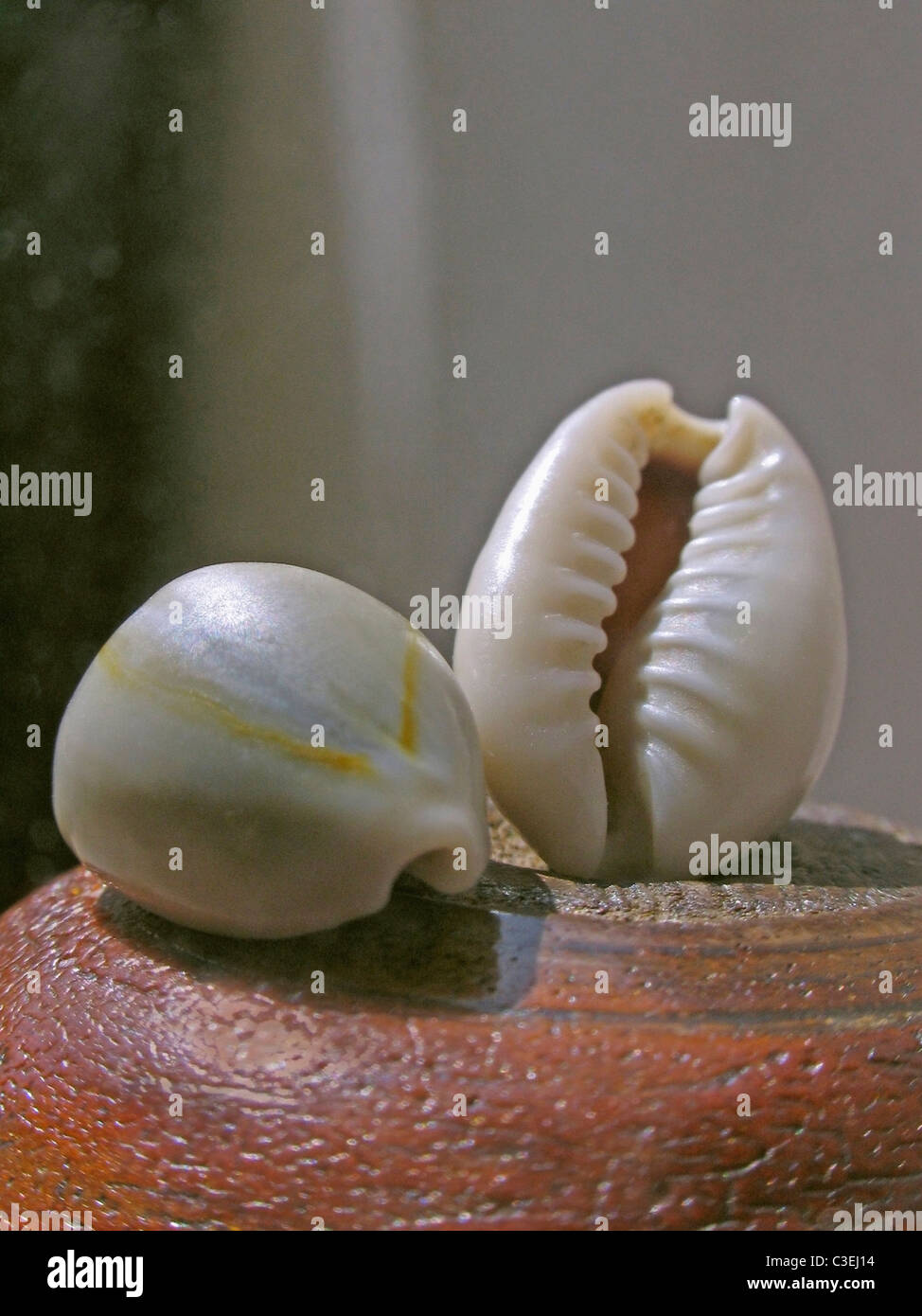 White conch shells hi-res stock photography and images - Alamy