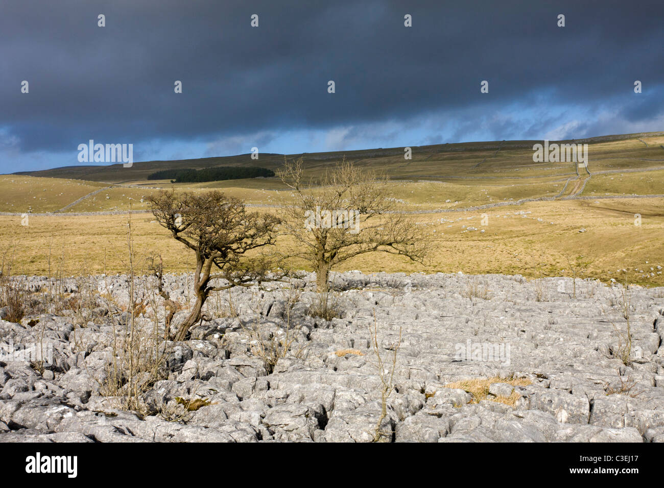 Limestone pavement in Wharfedale Yorkshire UK Stock Photo - Alamy