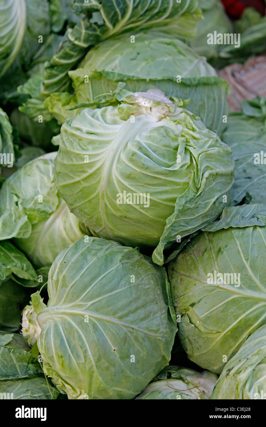 Cabbage, Brassica oleracea var capitata Most common vegetable in India ...