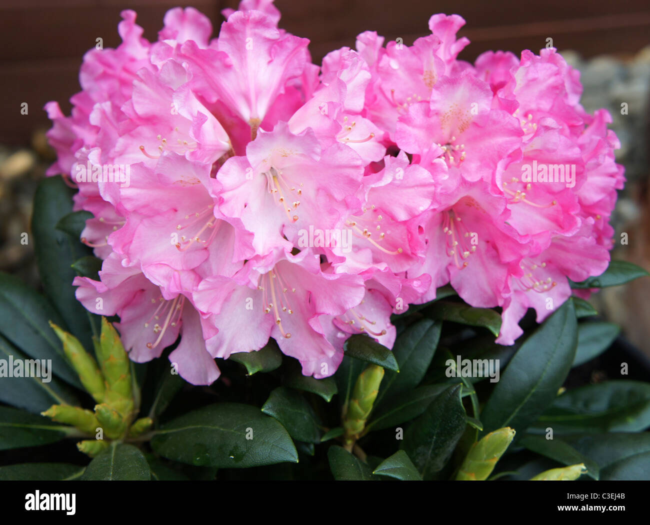 Rhododendron display hi-res stock photography and images - Alamy