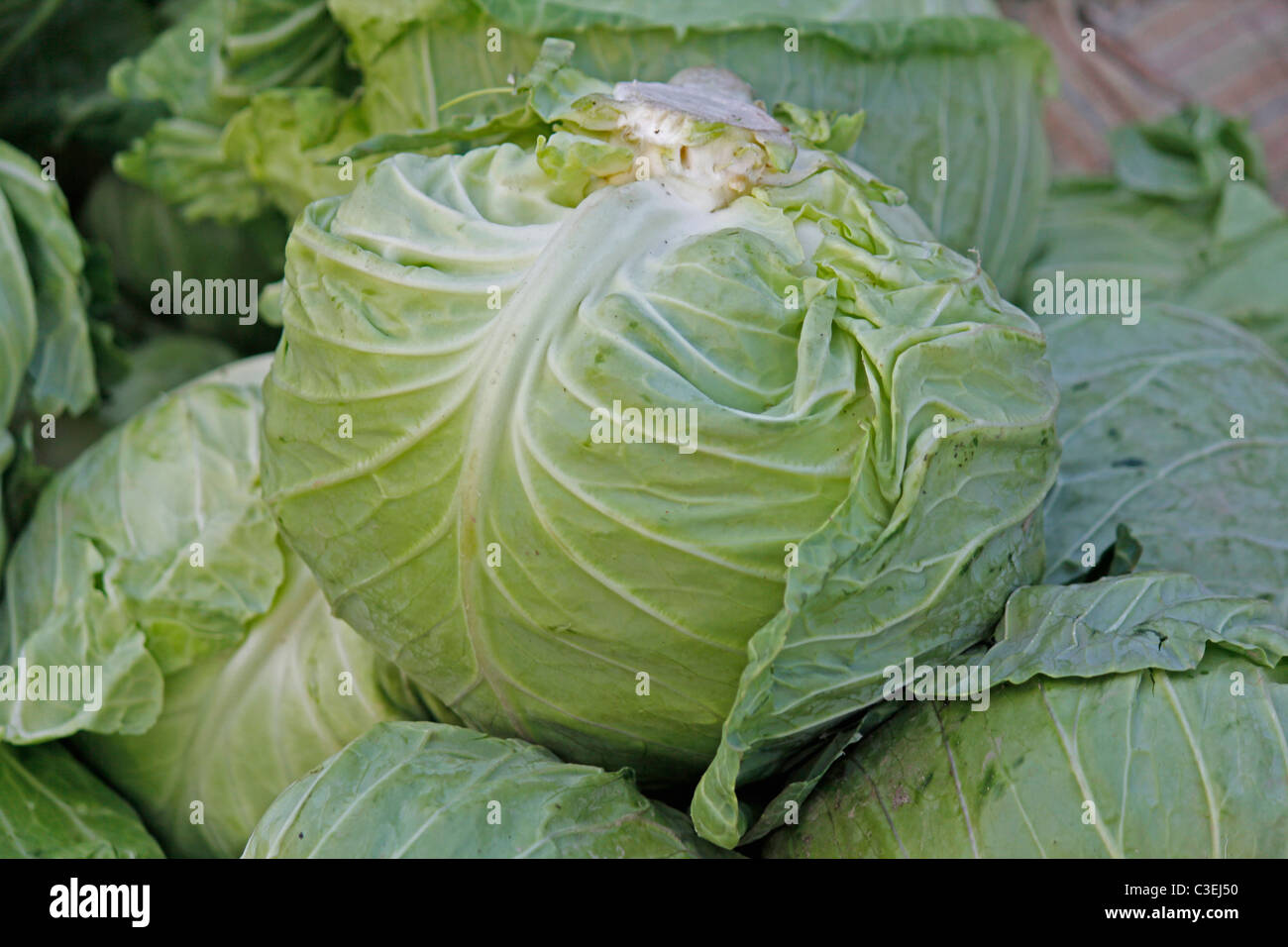 Cabbage, Brassica oleracea var capitata Most common vegetable in India ...
