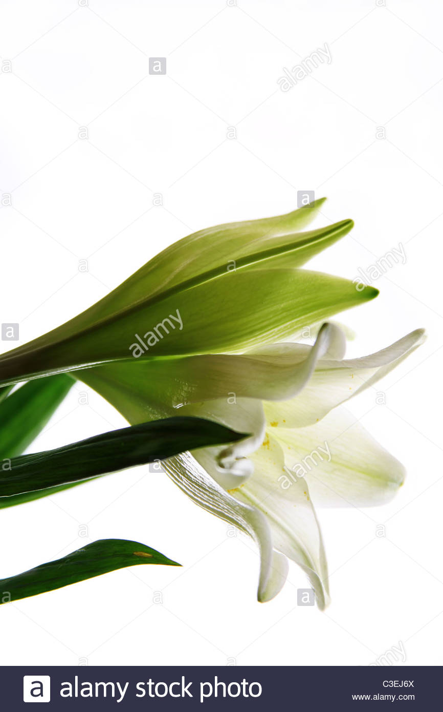 Growing Lilium High Resolution Stock Photography and Images - Alamy