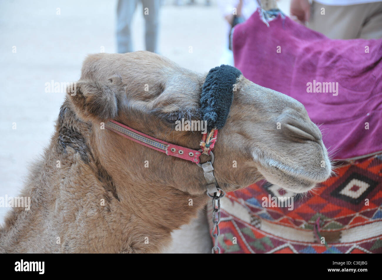 Camel chain hi-res stock photography and images - Alamy