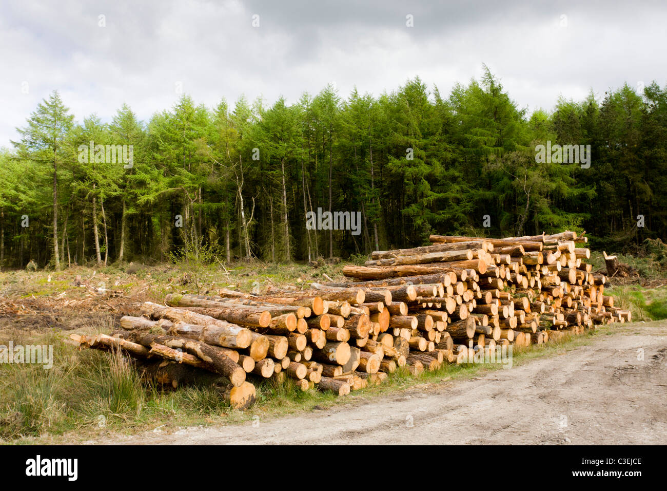 Stacked logs foresty North York Moors Yorkshire UK Stock Photo - Alamy