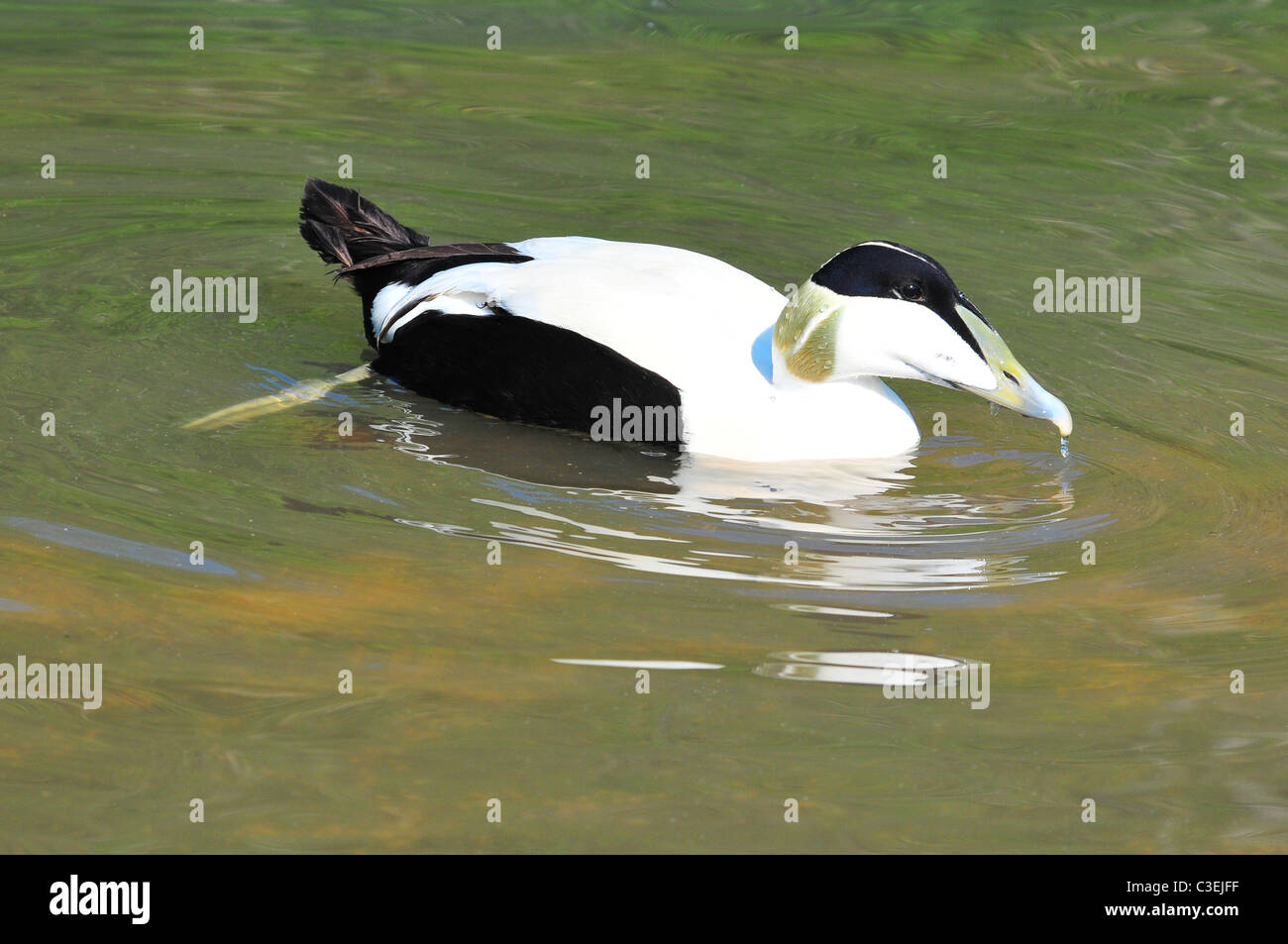 Male eider swimming hi-res stock photography and images - Alamy
