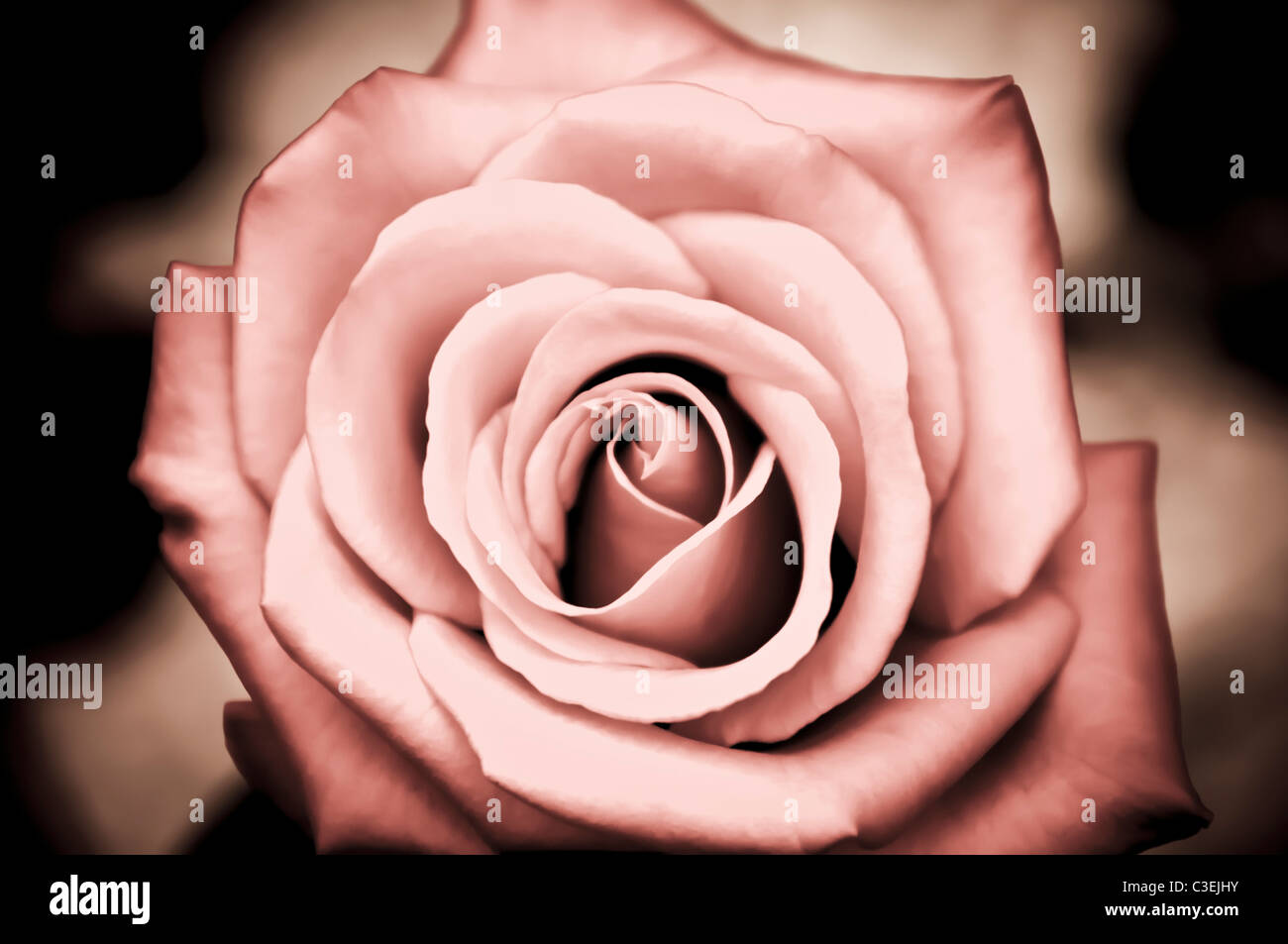 Layers of rose petals hi-res stock photography and images - Alamy