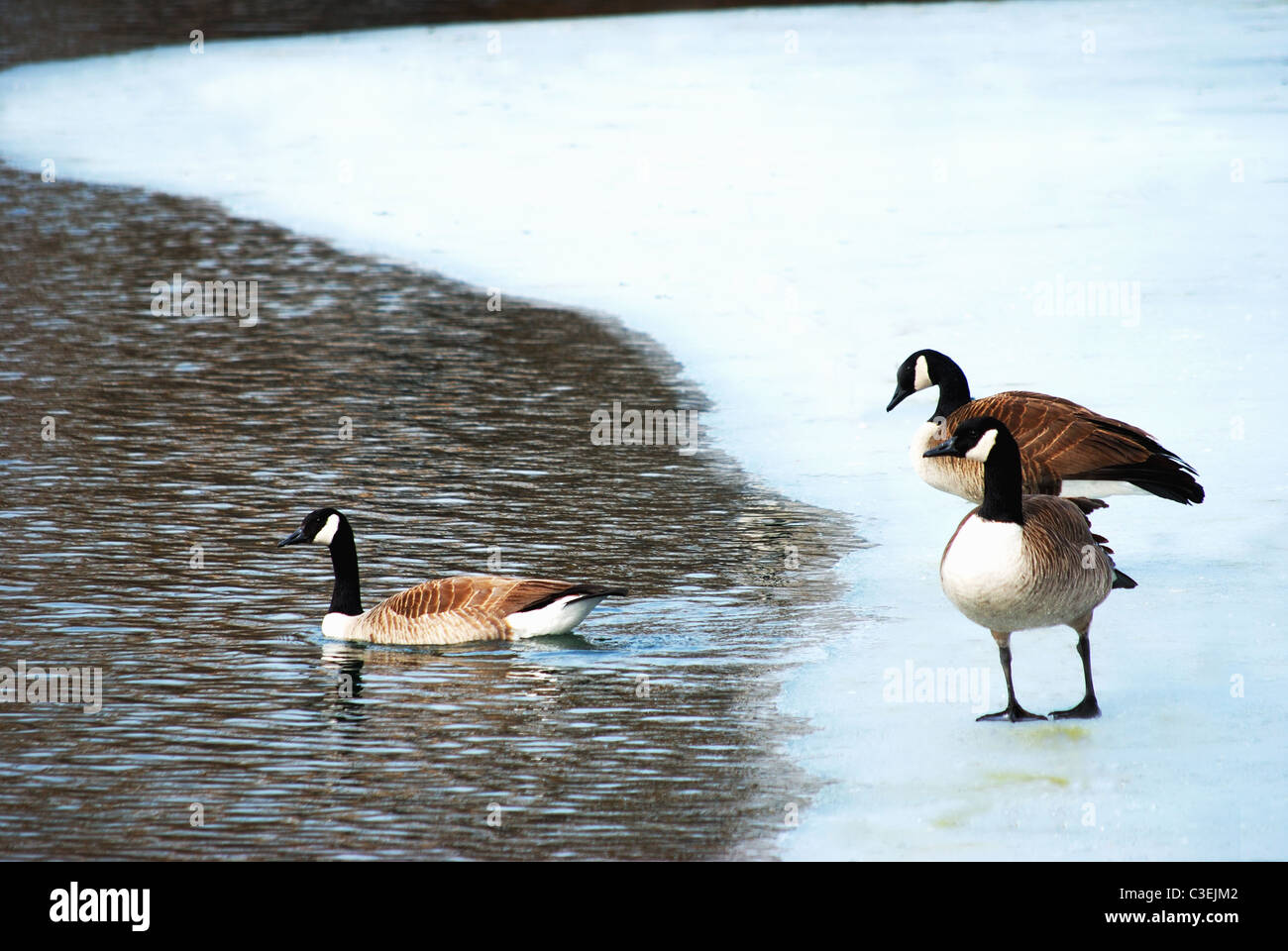 Canadian Geese on lake ice during spring migration Stock Photo - Alamy