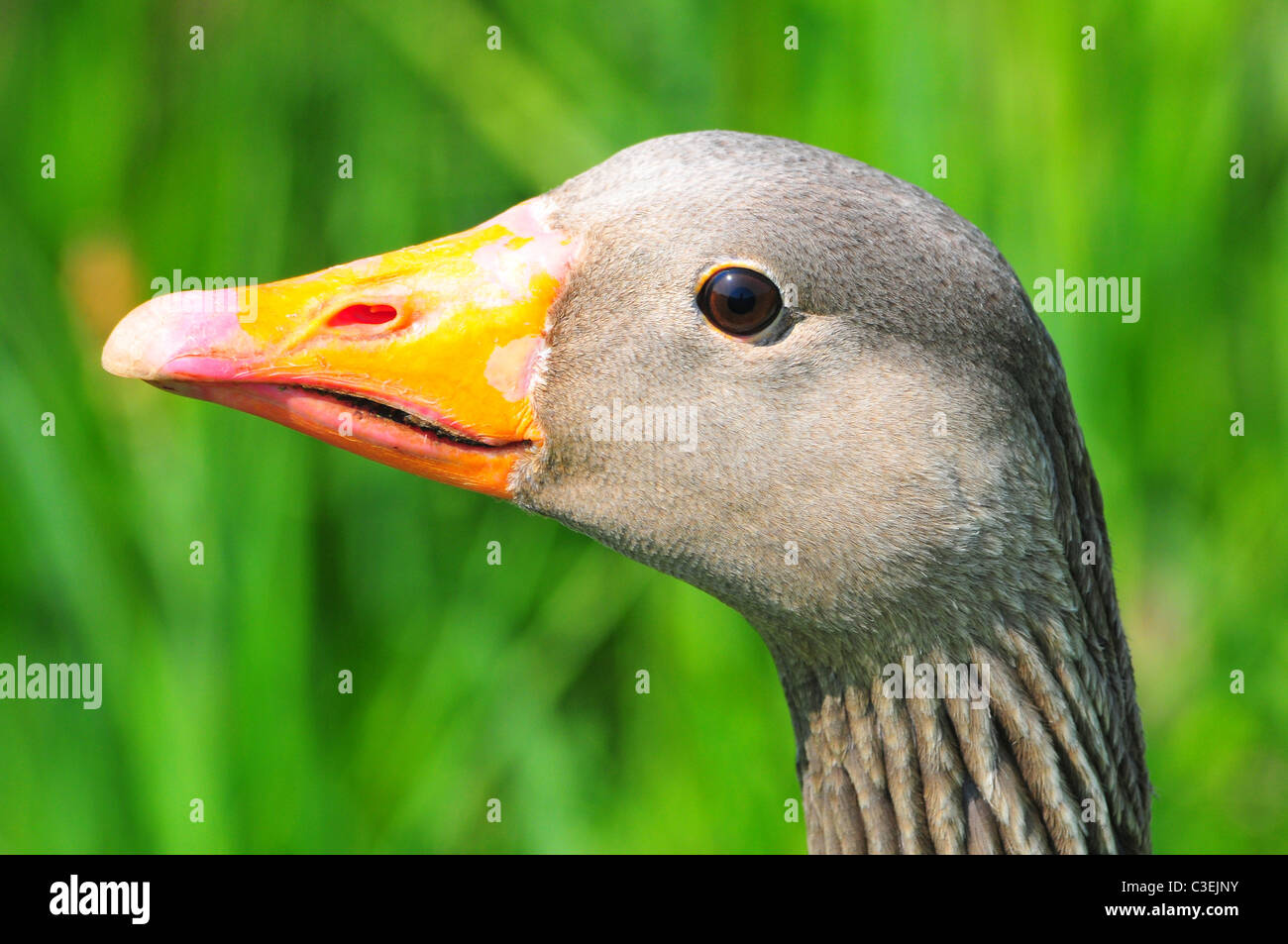Goose headshot hi-res stock photography and images - Alamy