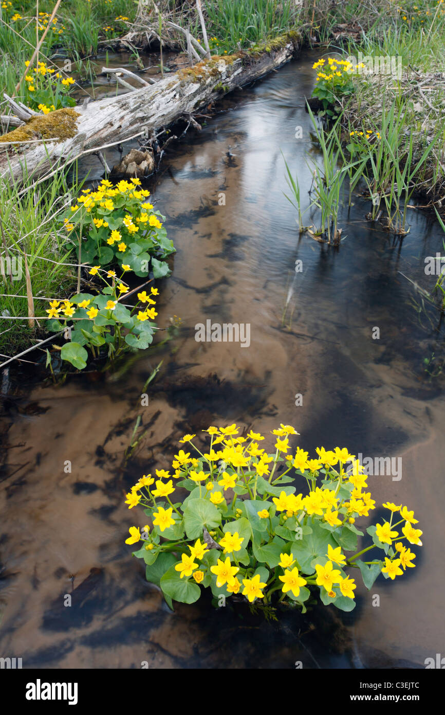 Marsh marigolds hi-res stock photography and images - Alamy