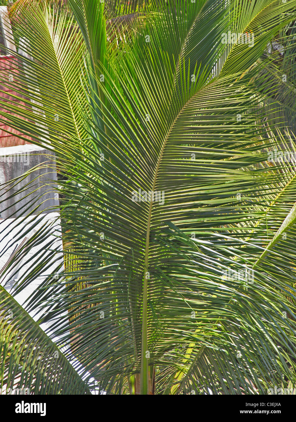 Close up of green coconut palm tree leaves Stock Photo - Alamy