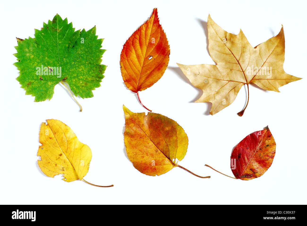 Variety Of Different Shapes And Colors In Autumn Leaves Photographed On Variety Of Different Shapes And Colors In Autumn Leaves Photographed On