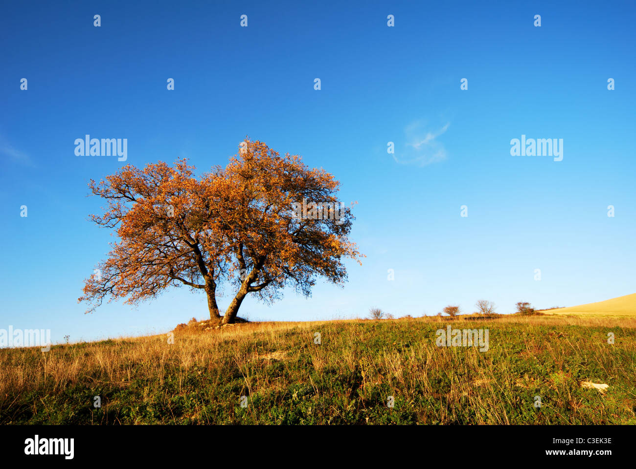 Big solitary oak tree in autumnal colors Stock Photo - Alamy