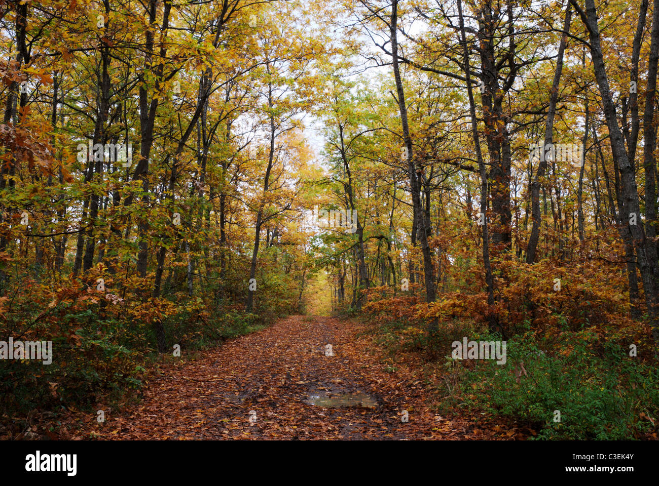 Autumn colors in the oak tree forest Stock Photo - Alamy