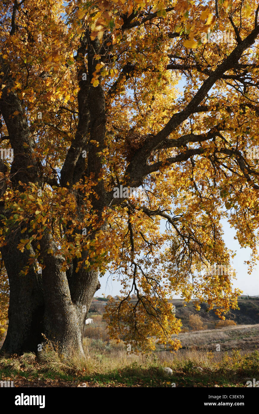 Golden branches of a secular oak tree in the autumn wind Stock Photo ...