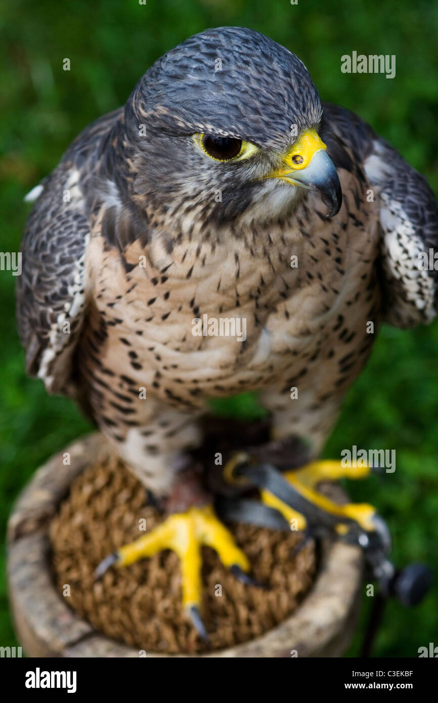 A photograph of a Bird of Prey Stock Photo - Alamy
