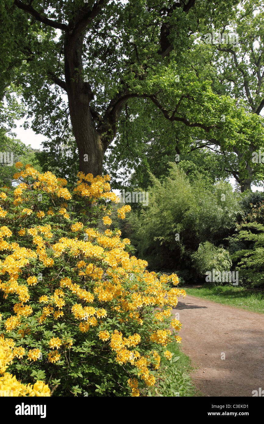 Yellow Rhododendron flowering in Spring at Westonbirt Arboretum ...