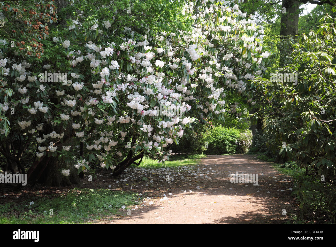 Spring at Westonbirt Arboretum, Gloucestershire Stock Photo - Alamy