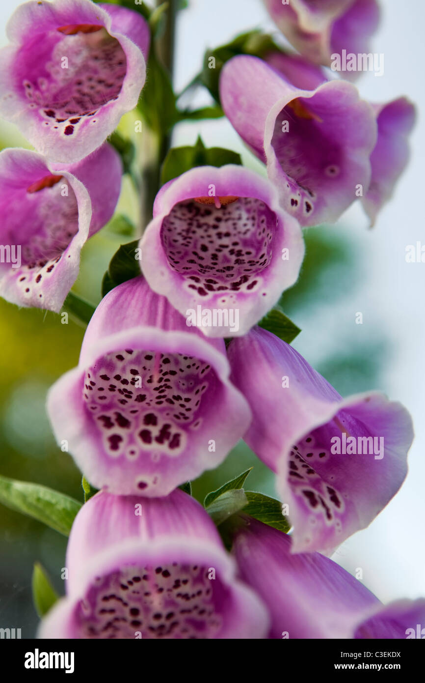 Wild foxgloves uk hi-res stock photography and images - Alamy