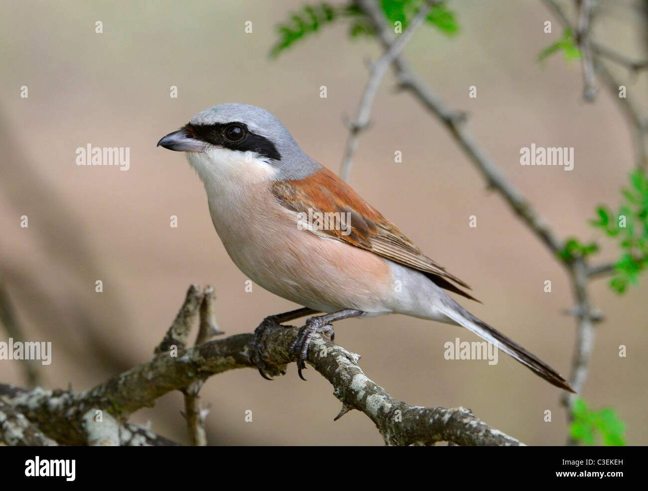 The Shrike Bird
