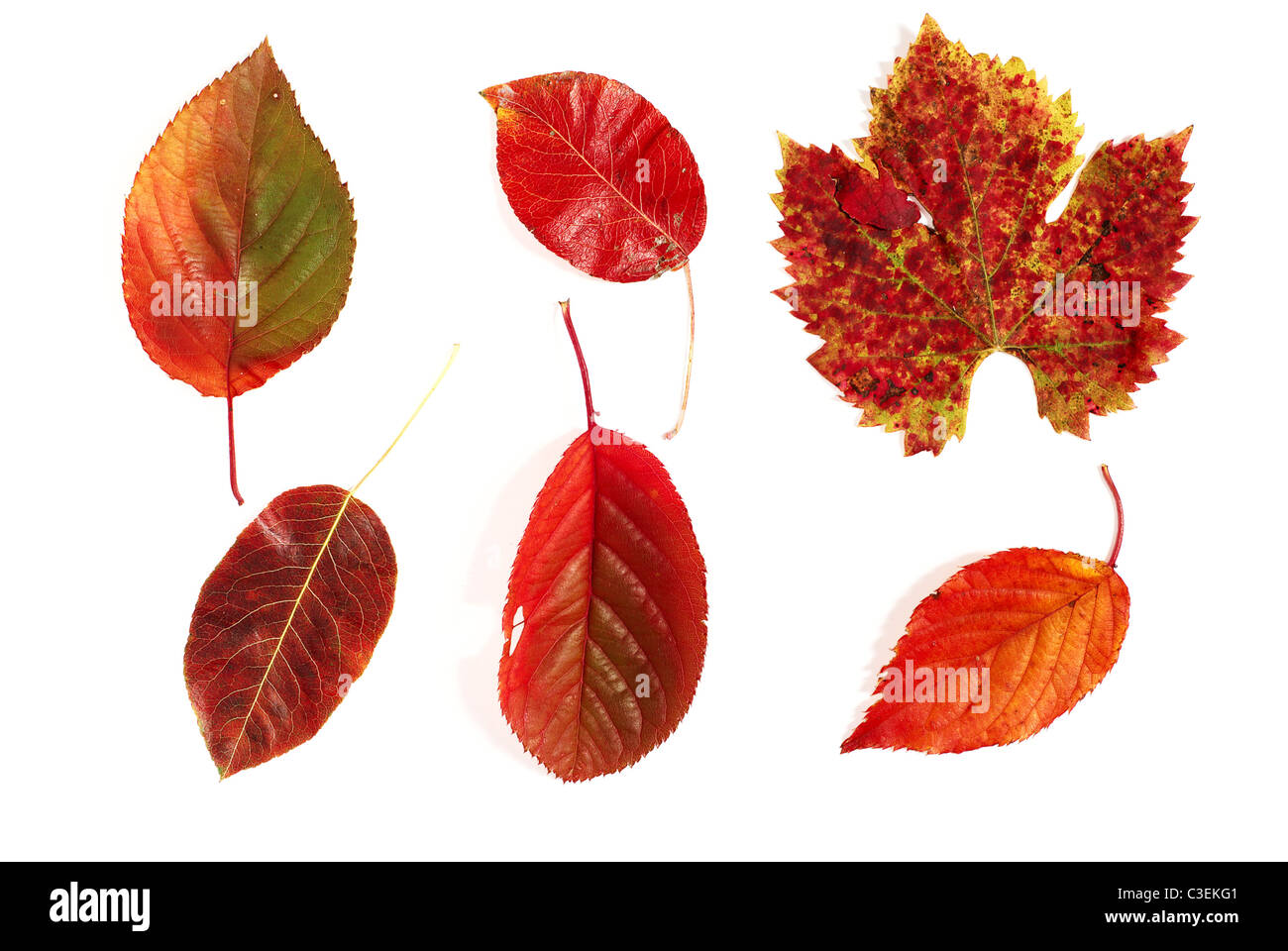 Different red autumnal leaves photographed on white background Stock ...